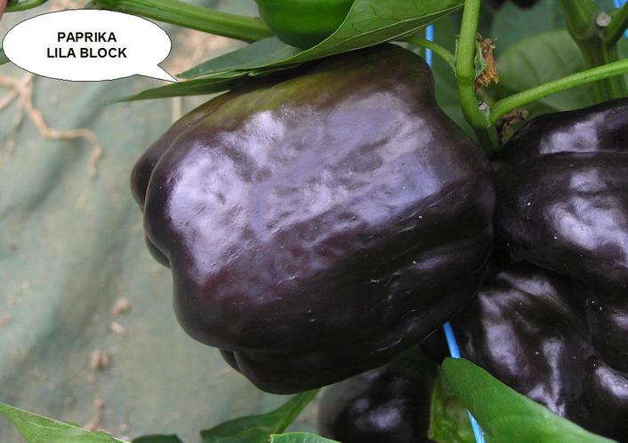 Paprika | bio scharler